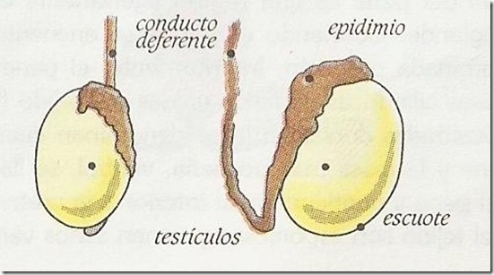 Los Testículos - Ciencia Explicada